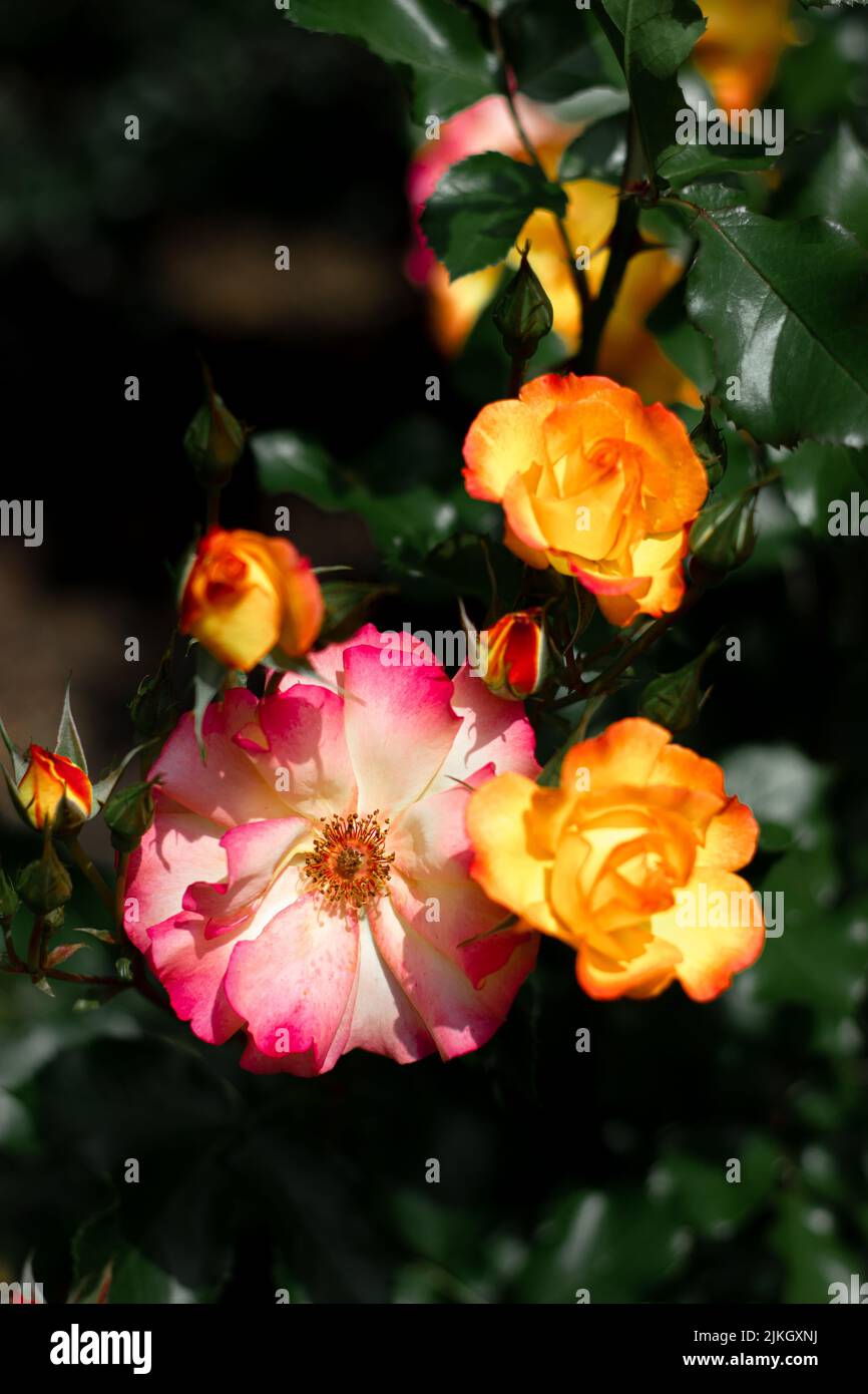 This photos shows a gorgeous yellow rose in a rose garden in Budapest ...