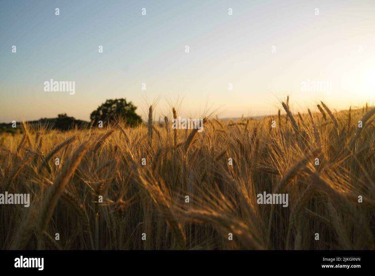 Horizontal shot of a field of barley at sunset with a blurry background ...