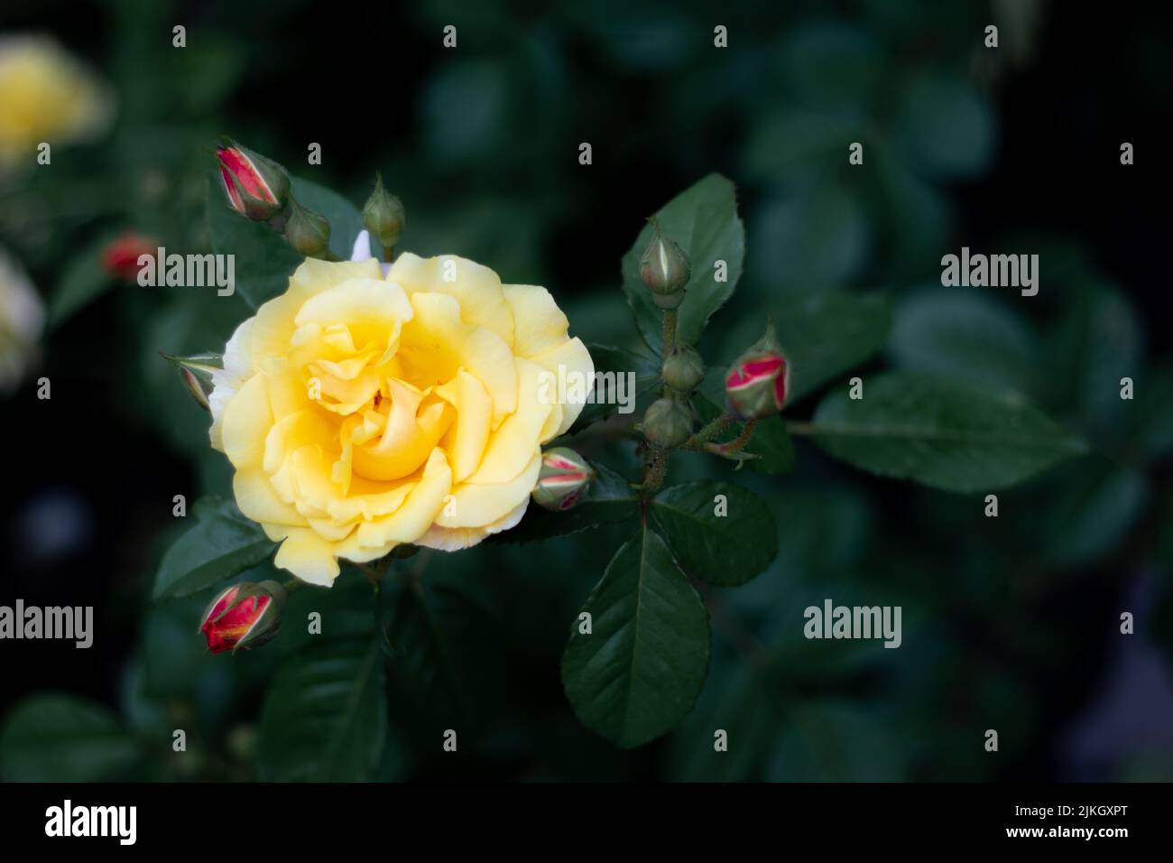 This photos shows a gorgeous yellow rose in a rose garden in Budapest ...