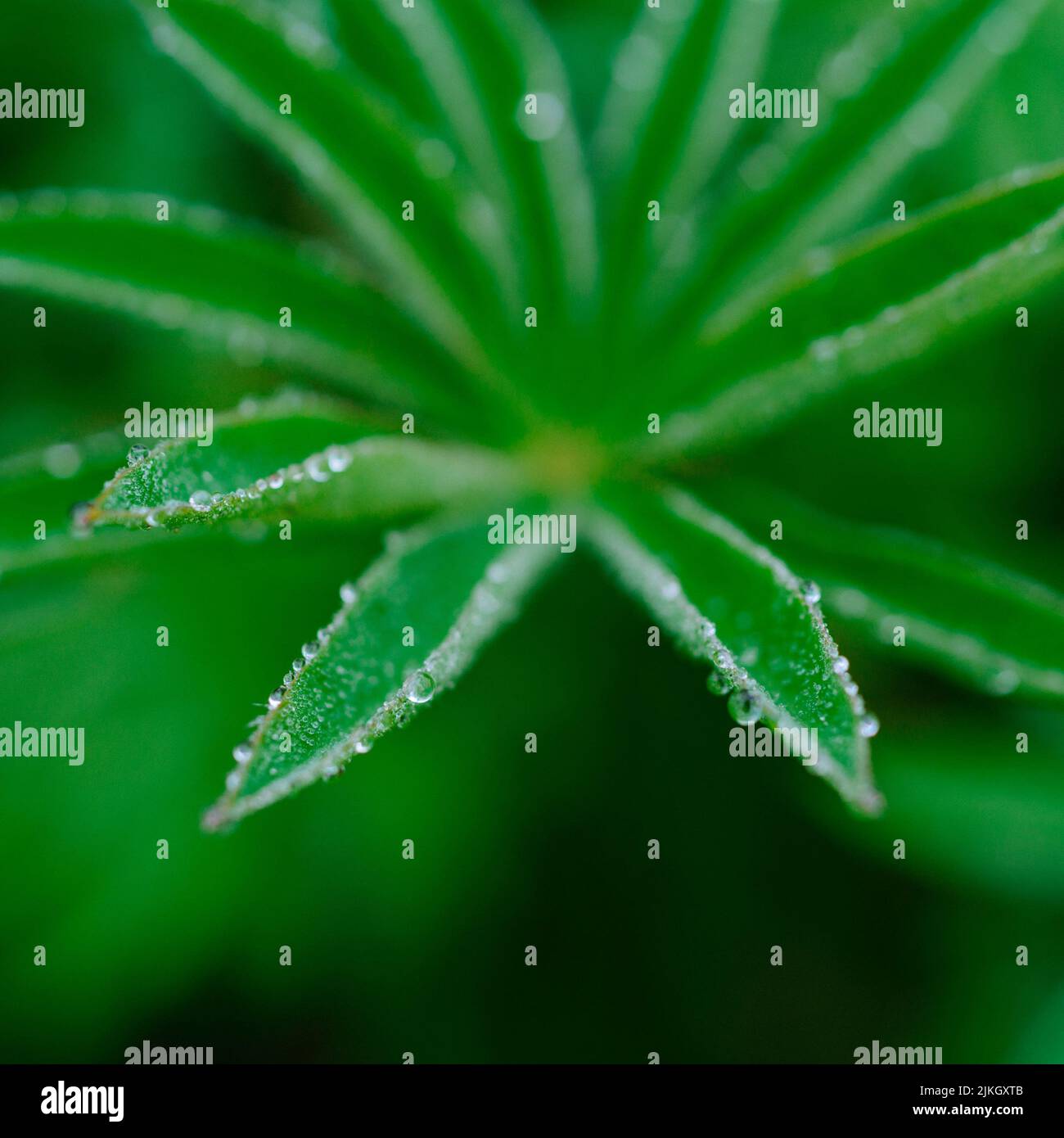 Close up of lupin leaf blades Stock Photo - Alamy