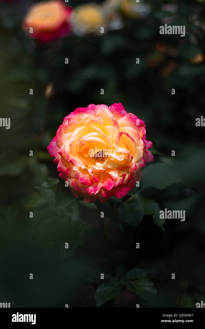 This photos shows a gorgeous yellow rose in a rose garden in Budapest ...