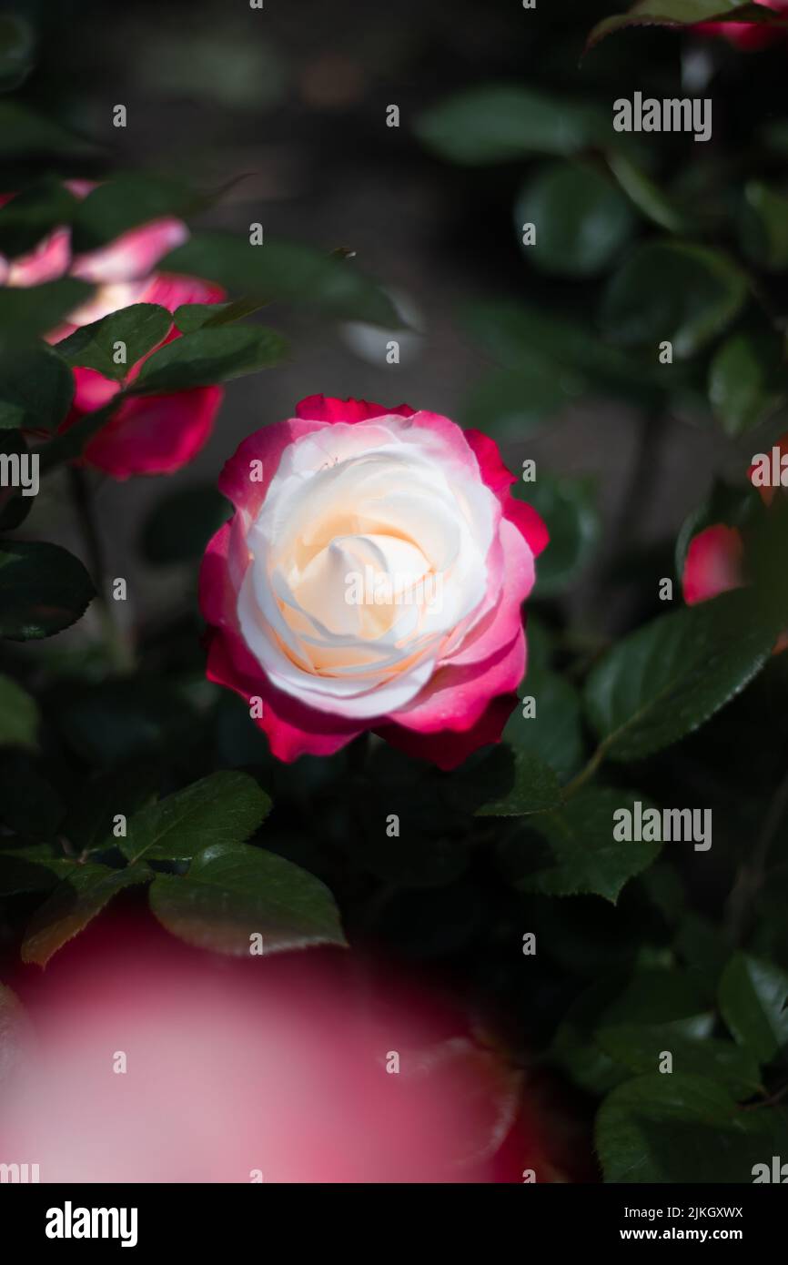 This photos shows a gorgeous yellow rose in a rose garden in Budapest ...