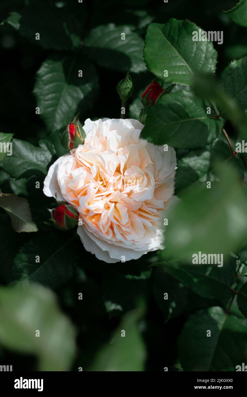 This photos shows a gorgeous yellow rose in a rose garden in Budapest ...