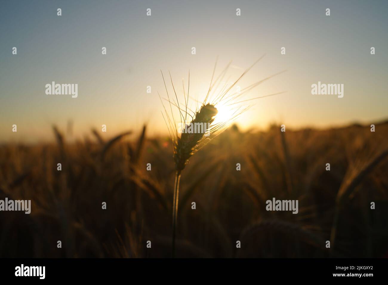 Horizontal shot of a field of barley at sunset with a blurry background ...