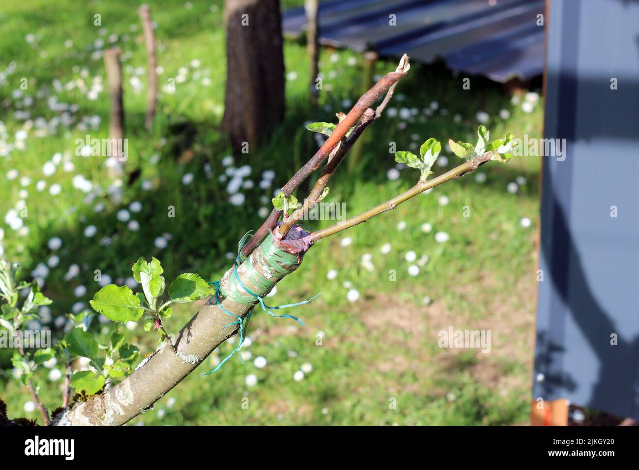 Grafted tree apple hi-res stock photography and images - Alamy