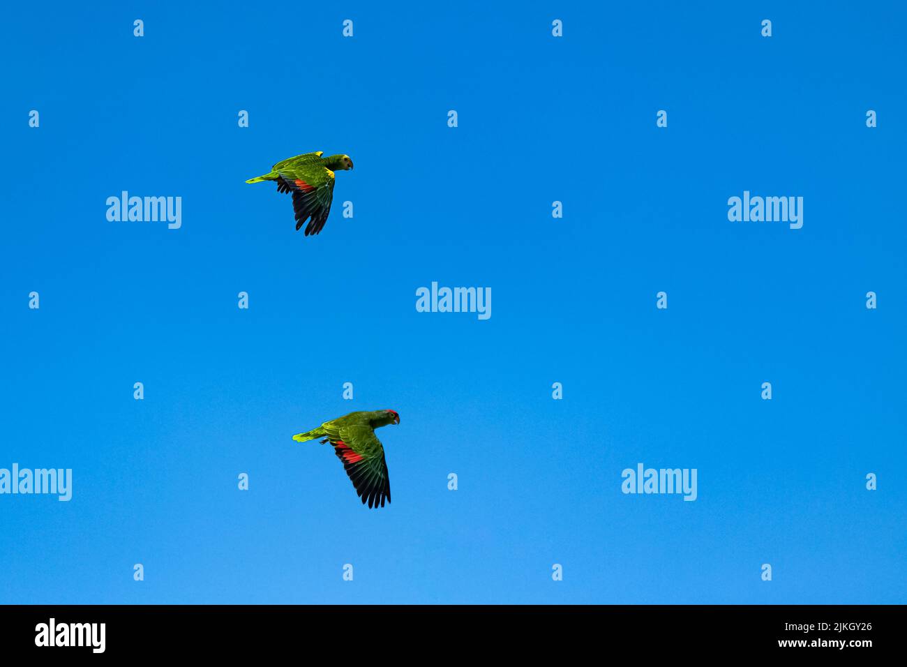 Yellow-crowned and red-crowned Amazons, two parrots flying in blue sky ...