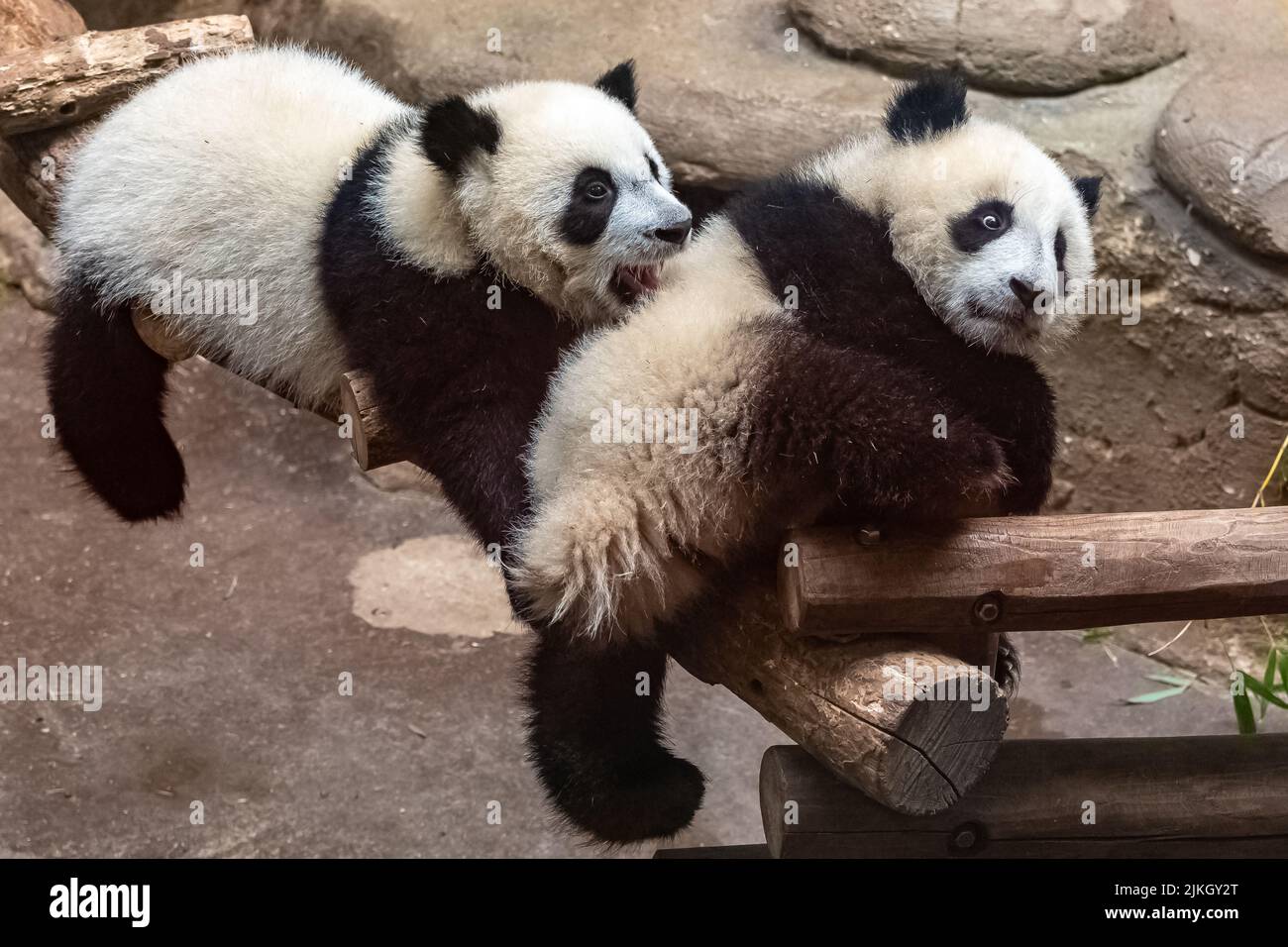 Giant pandas, bear pandas, two babies playing together Stock Photo - Alamy