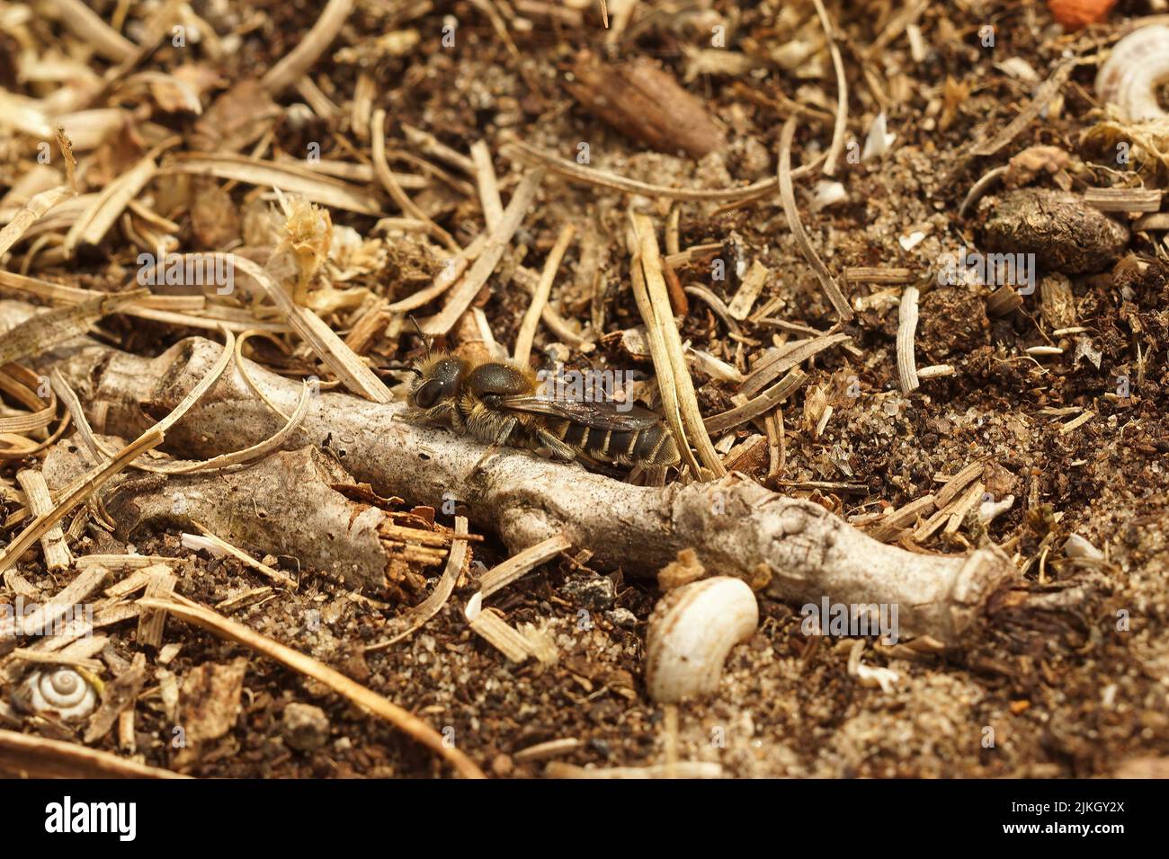 Natural closeup on a well-camouflaged brown Hooked small-mason bee ...