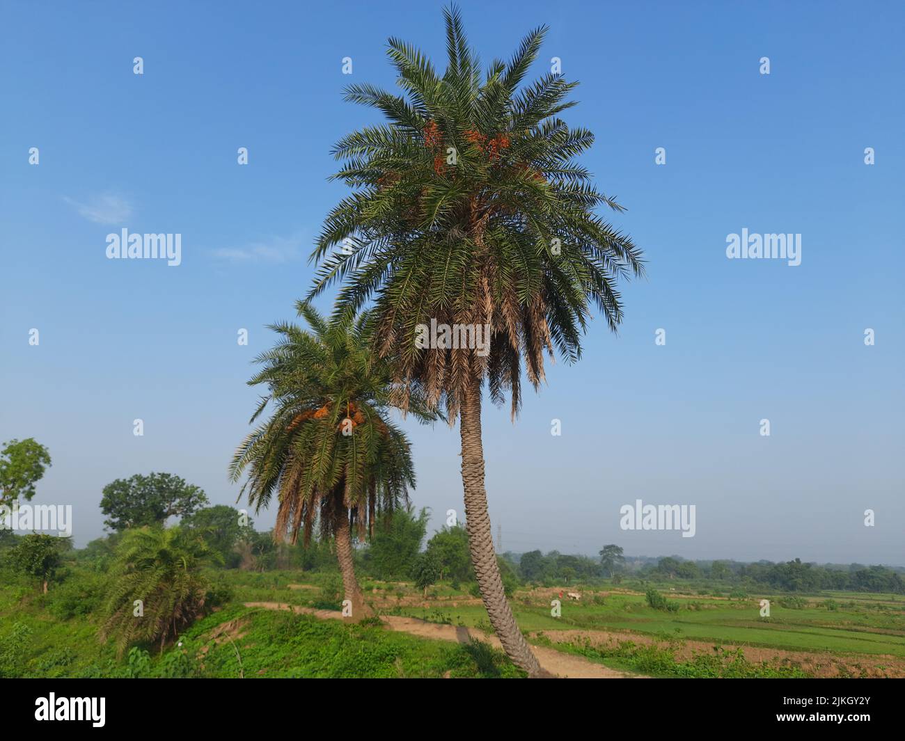 Silver date palm tree in a garden. Phoenix sylvestris also known as ...