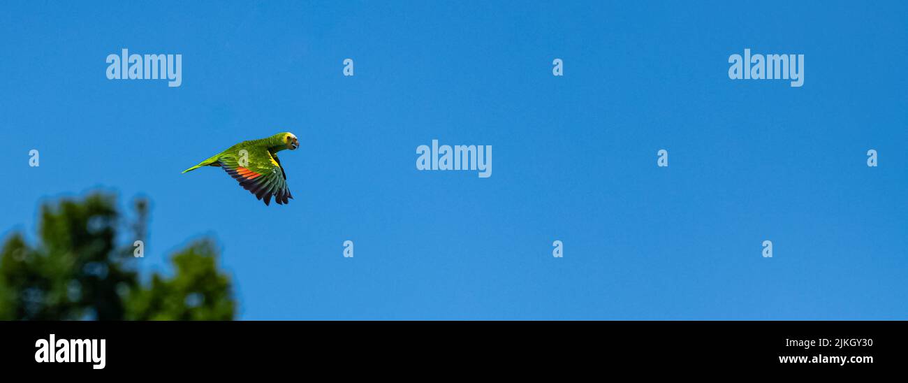 Red and yellow feathered wing hi-res stock photography and images - Alamy
