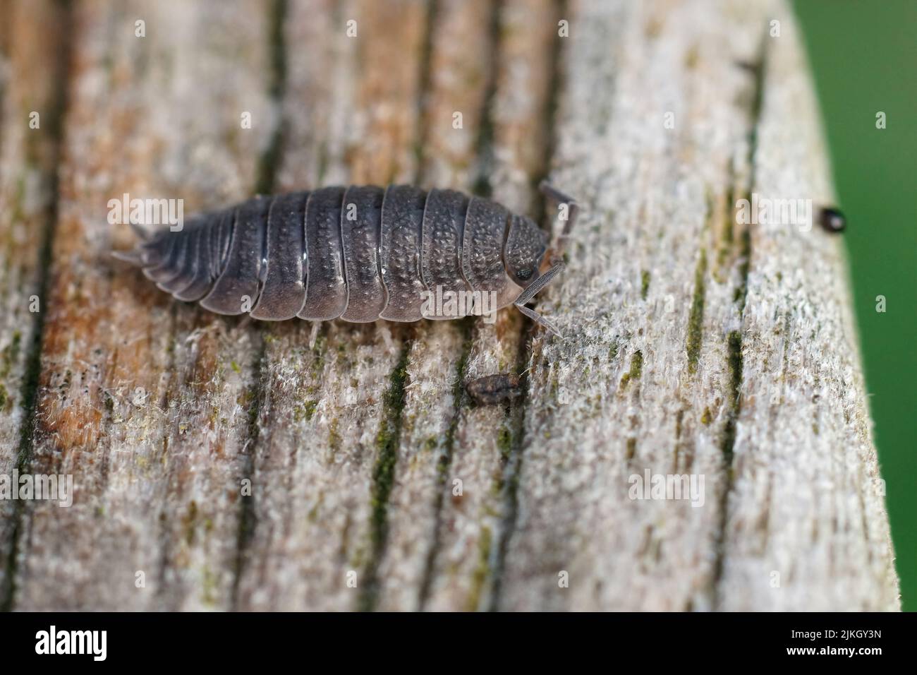 Closeup on a grey rough woudlouse, Porcellio scaber sitting on wood in ...