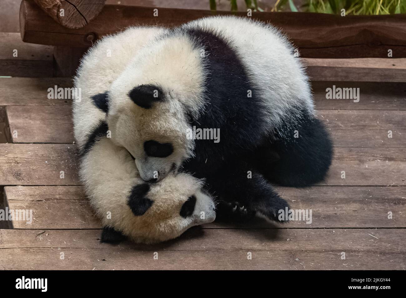 Giant pandas, bear pandas, two babies playing together Stock Photo - Alamy