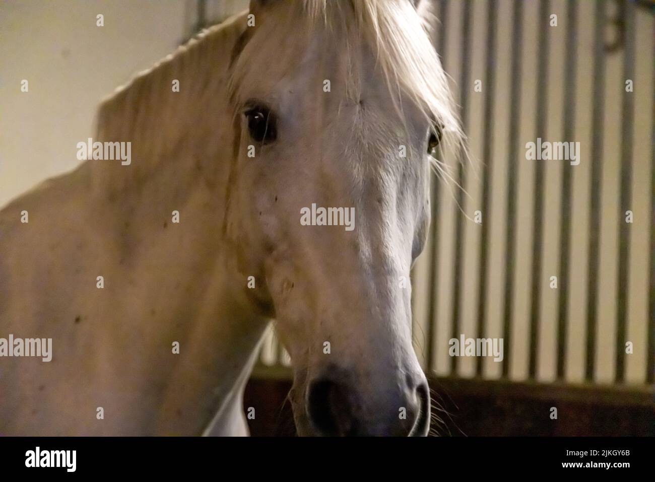 Light horse at Ekeberg Oslo Norway Stock Photo - Alamy