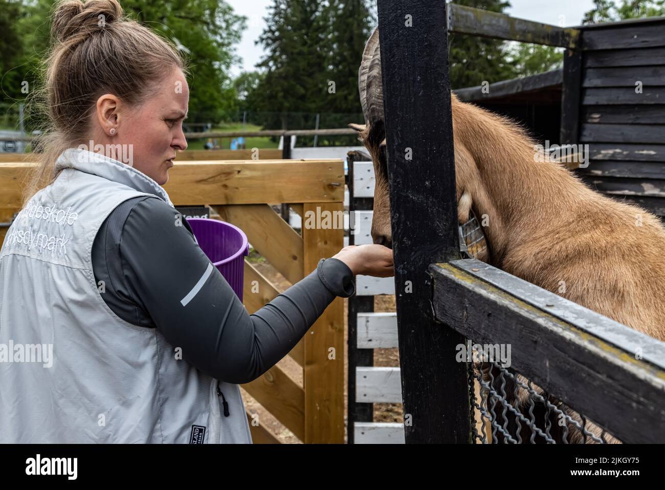 Goat at Ekeberg Oslo Norway Stock Photo - Alamy