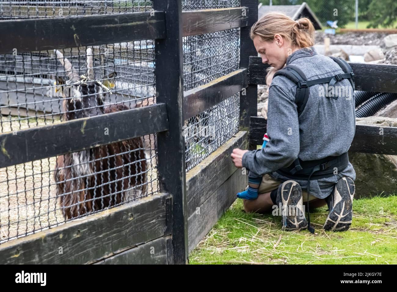 Goat at Ekeberg Oslo Norway Stock Photo - Alamy
