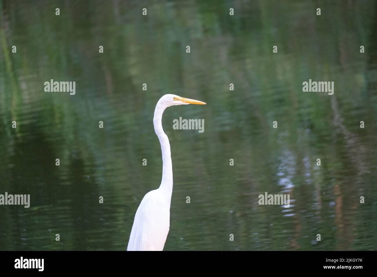 The close-up of white Ciconiiformes bird with the green lake background ...