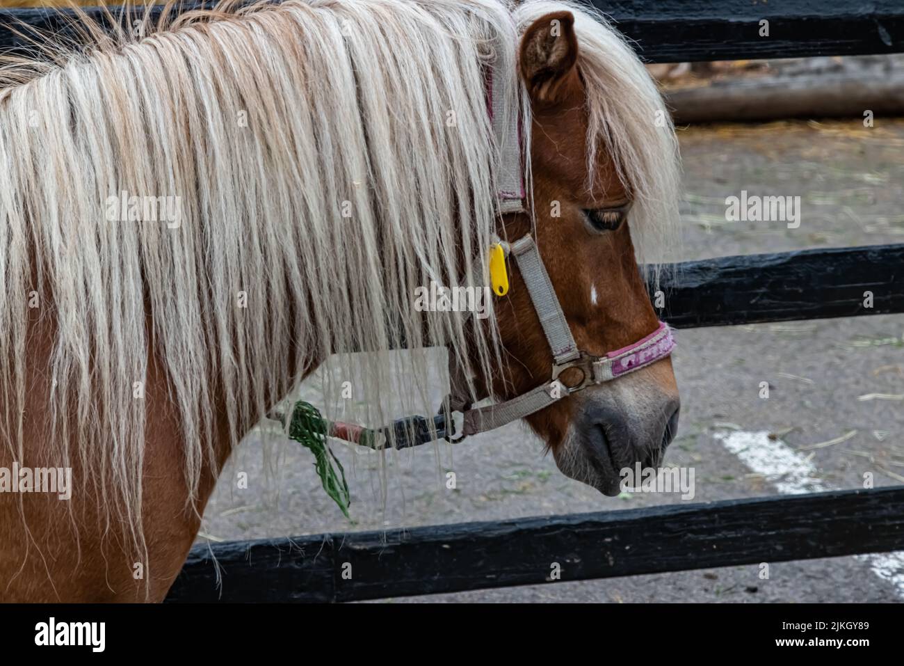 Pony at Ekeberg Oslo Norway Stock Photo - Alamy
