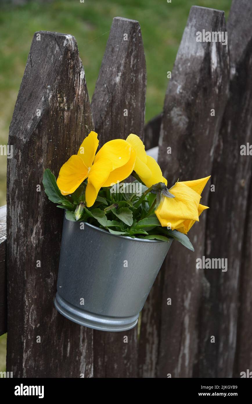 Field gate spring flowers hi-res stock photography and images - Alamy