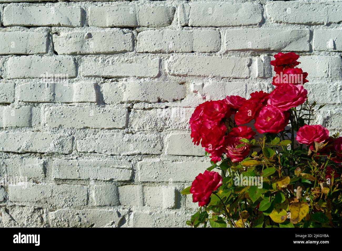 red roses on white brick wall Stock Photo - Alamy