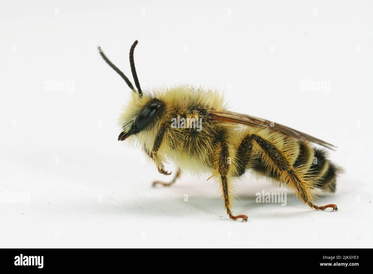 Detailed closeup on a hairy male Pantaloon bee, Dasypoda hirtipes ...