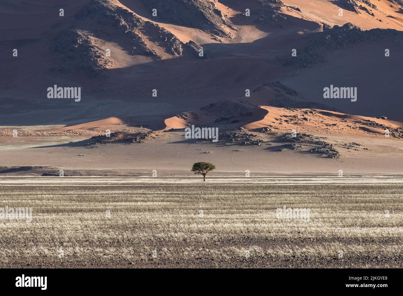 Namibia, the Namib desert, graphic landscape of yellow dunes, rain ...