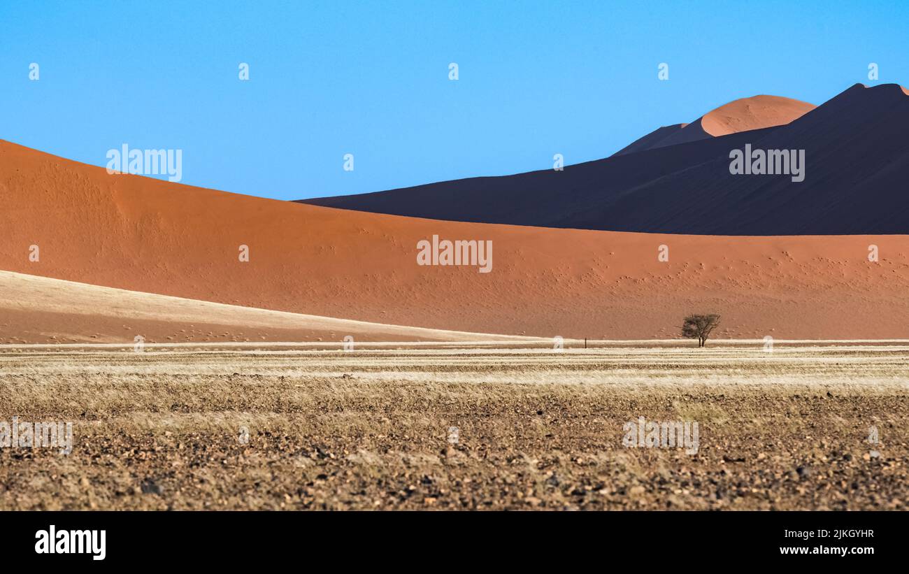 Namibia, the Namib desert, graphic landscape of yellow dunes, rain ...
