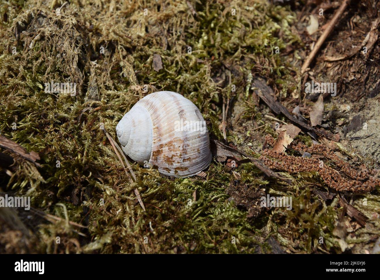Shell grass hi-res stock photography and images - Alamy