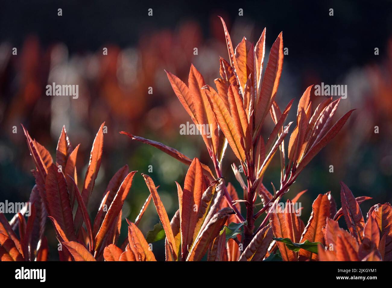 A closeup of Japanese photinia (Photinia glabra) plant Stock Photo - Alamy