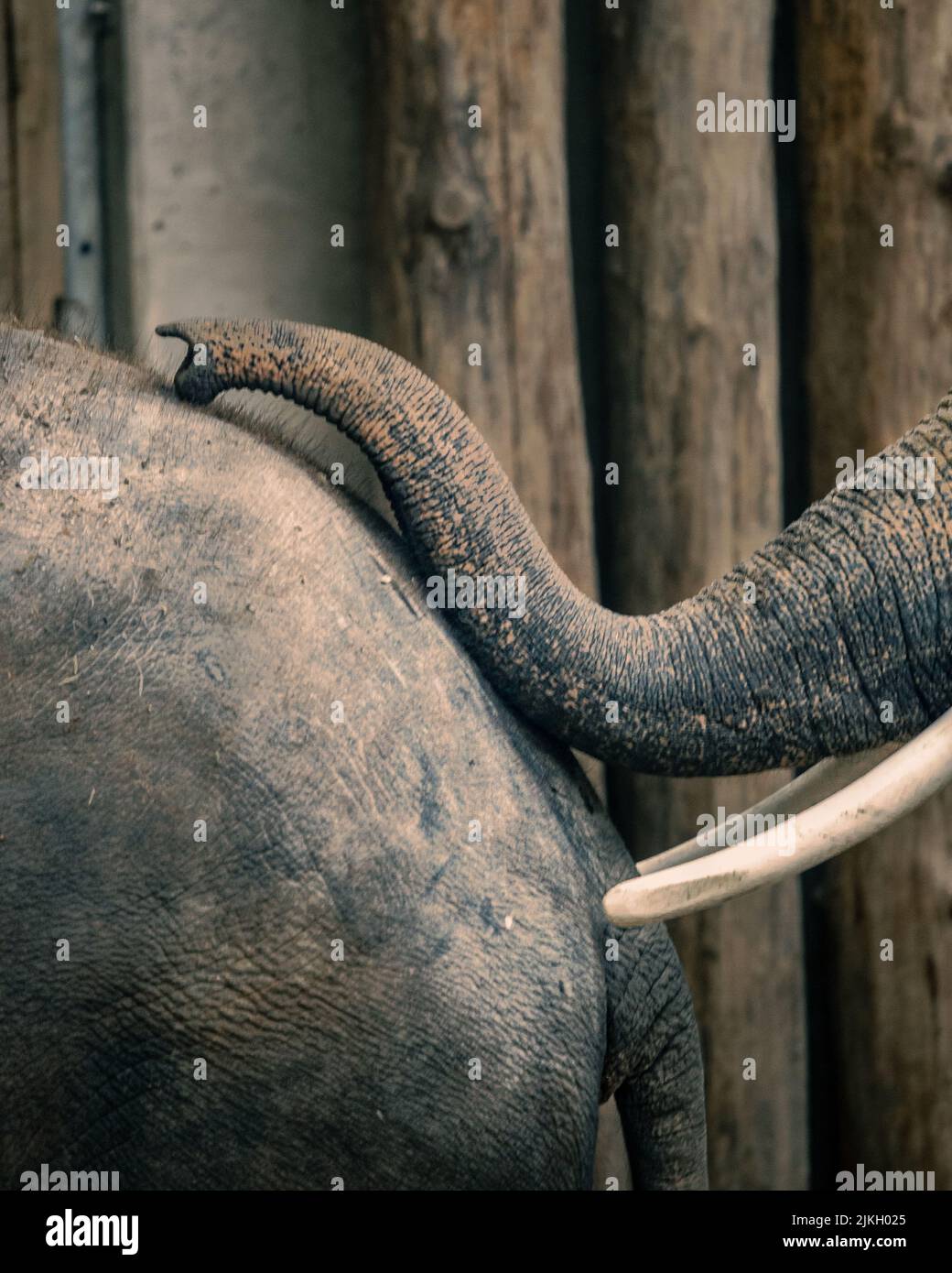 It shows how the elephant are communcating, make connections, fun Stock ...
