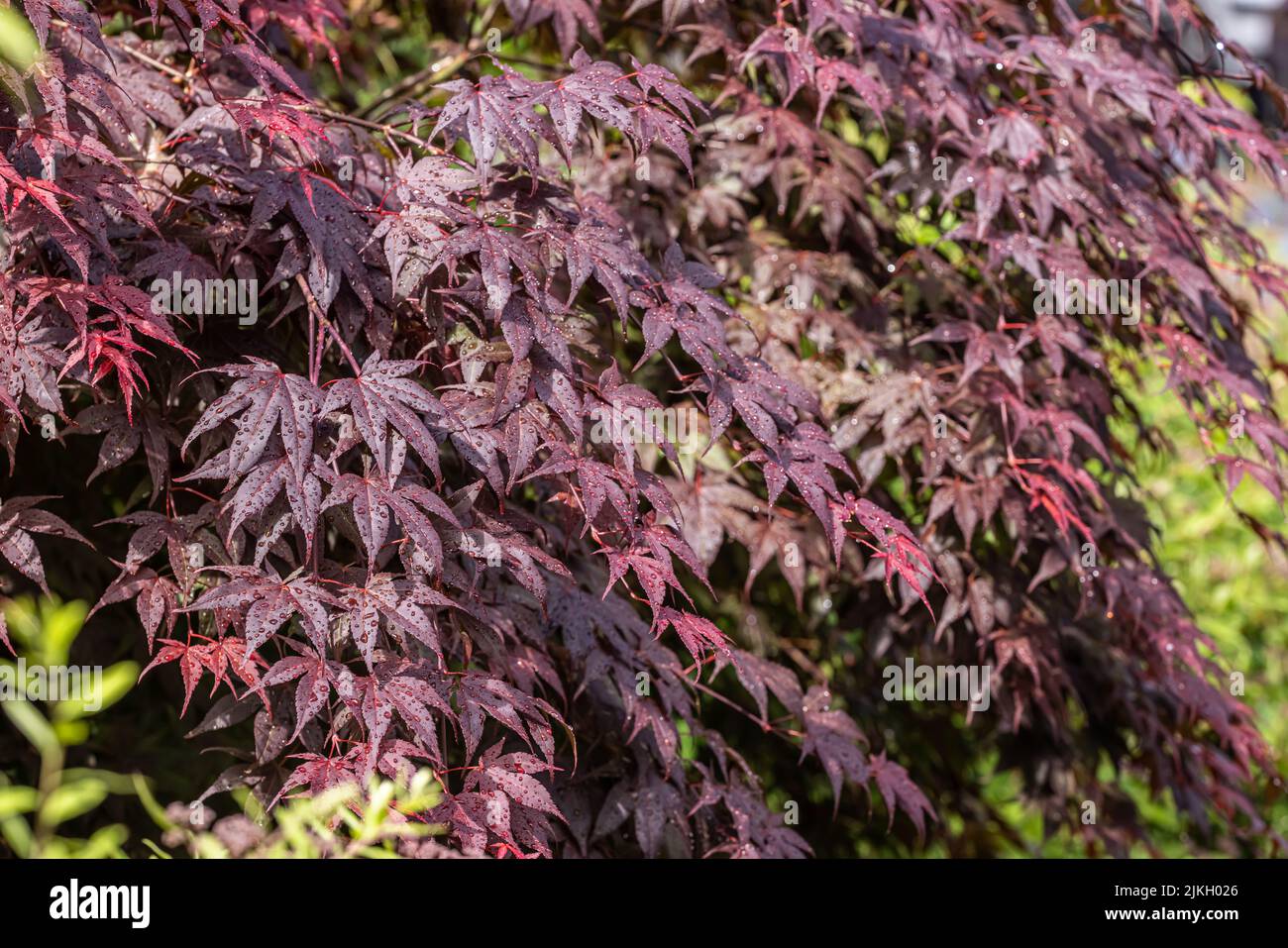 Maples Japanese mappe Acer palmatum Stock Photo - Alamy