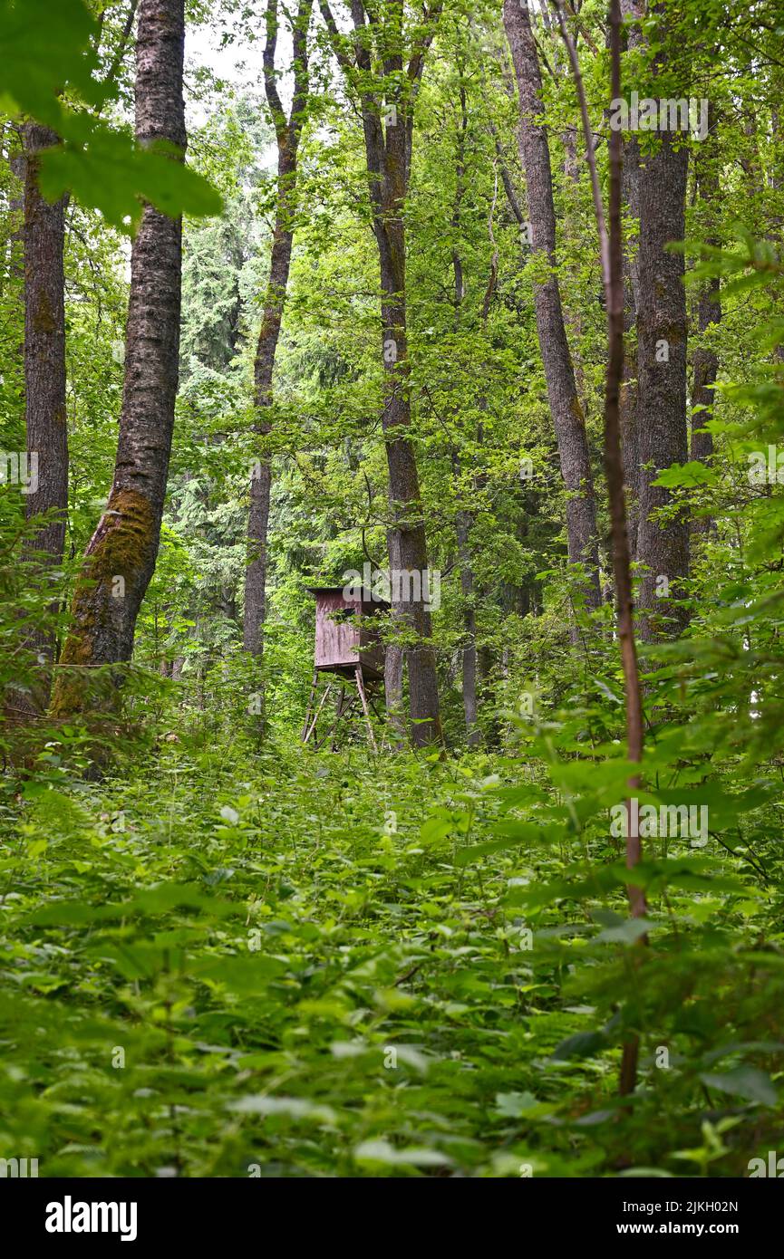 Vertical forest tower hi-res stock photography and images - Alamy