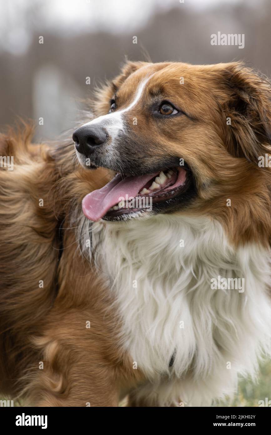 The close-up of the Australian shepherd breed dog, vertical Stock Photo ...