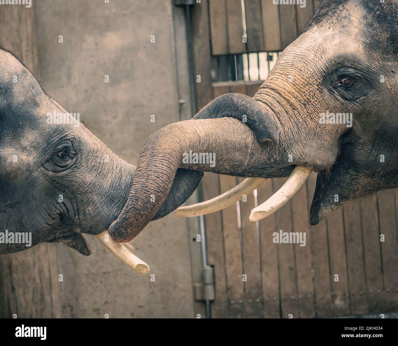 It shows how the elephant are communcating, make connections, fun Stock ...