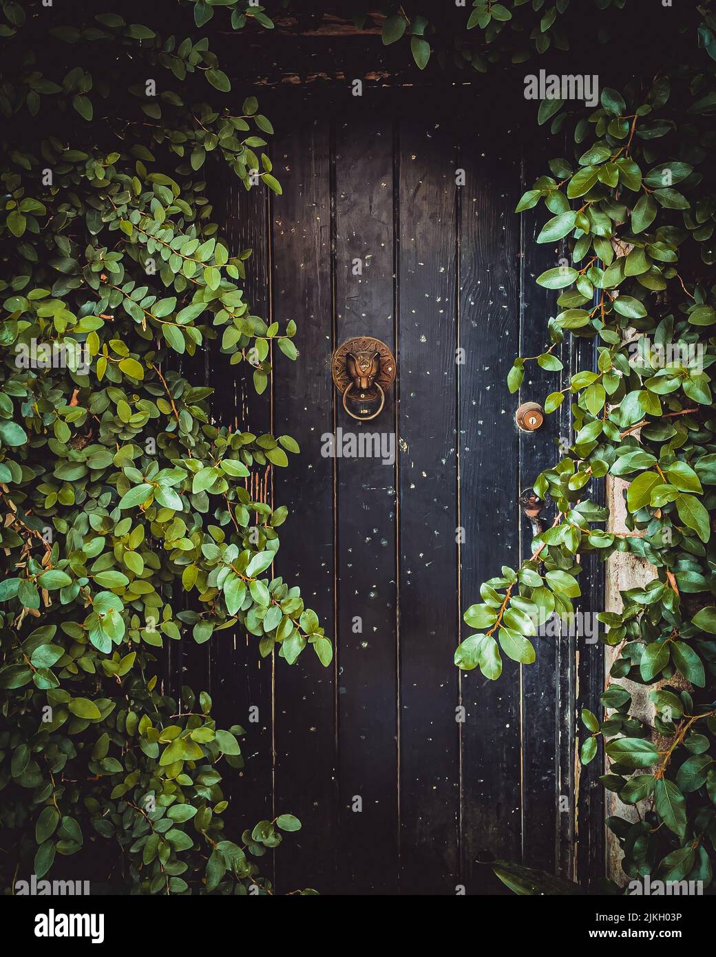 A vertical shot of a wooden door with a brass knocker Stock Photo - Alamy