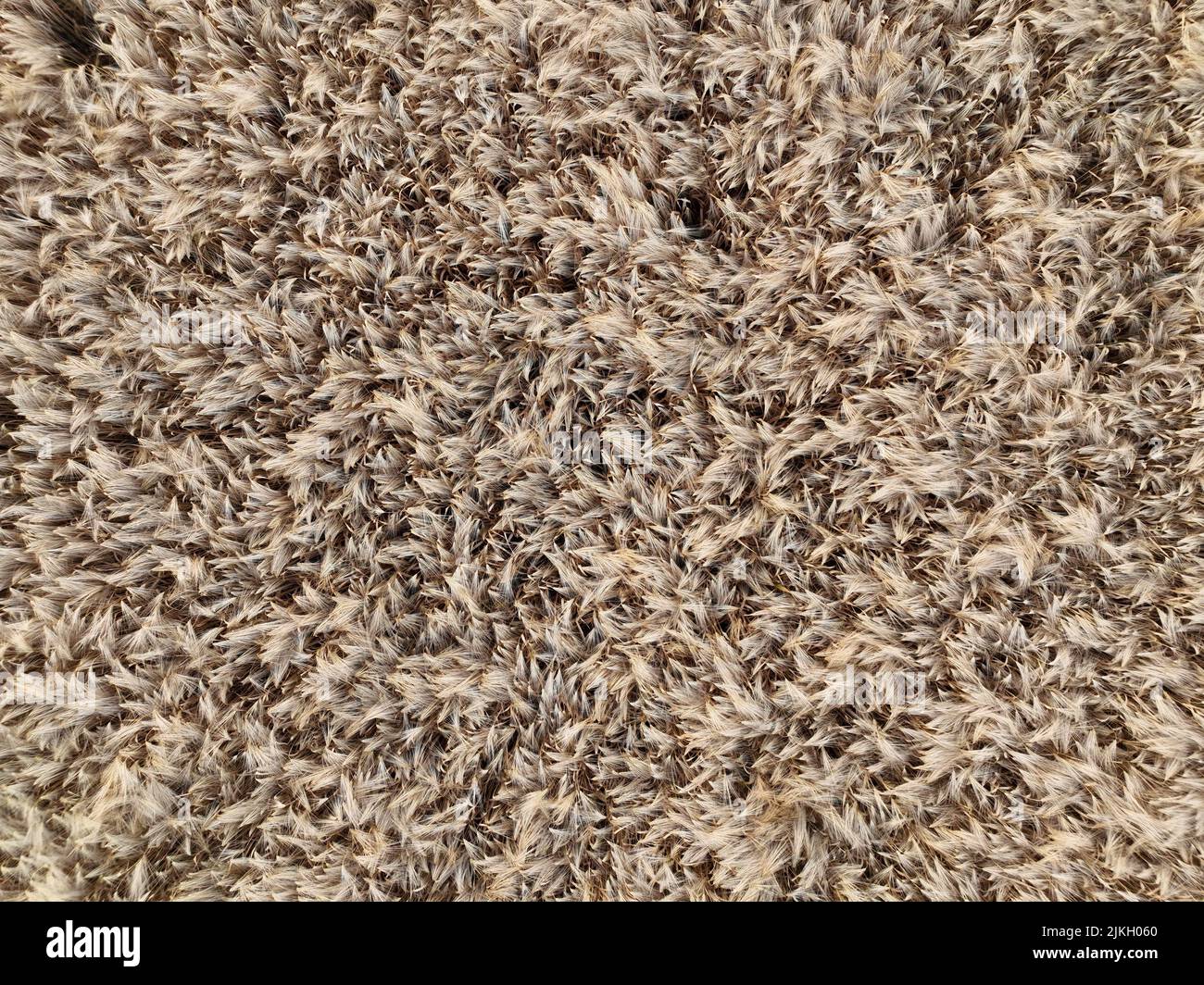 Golden corn texture hi-res stock photography and images - Alamy