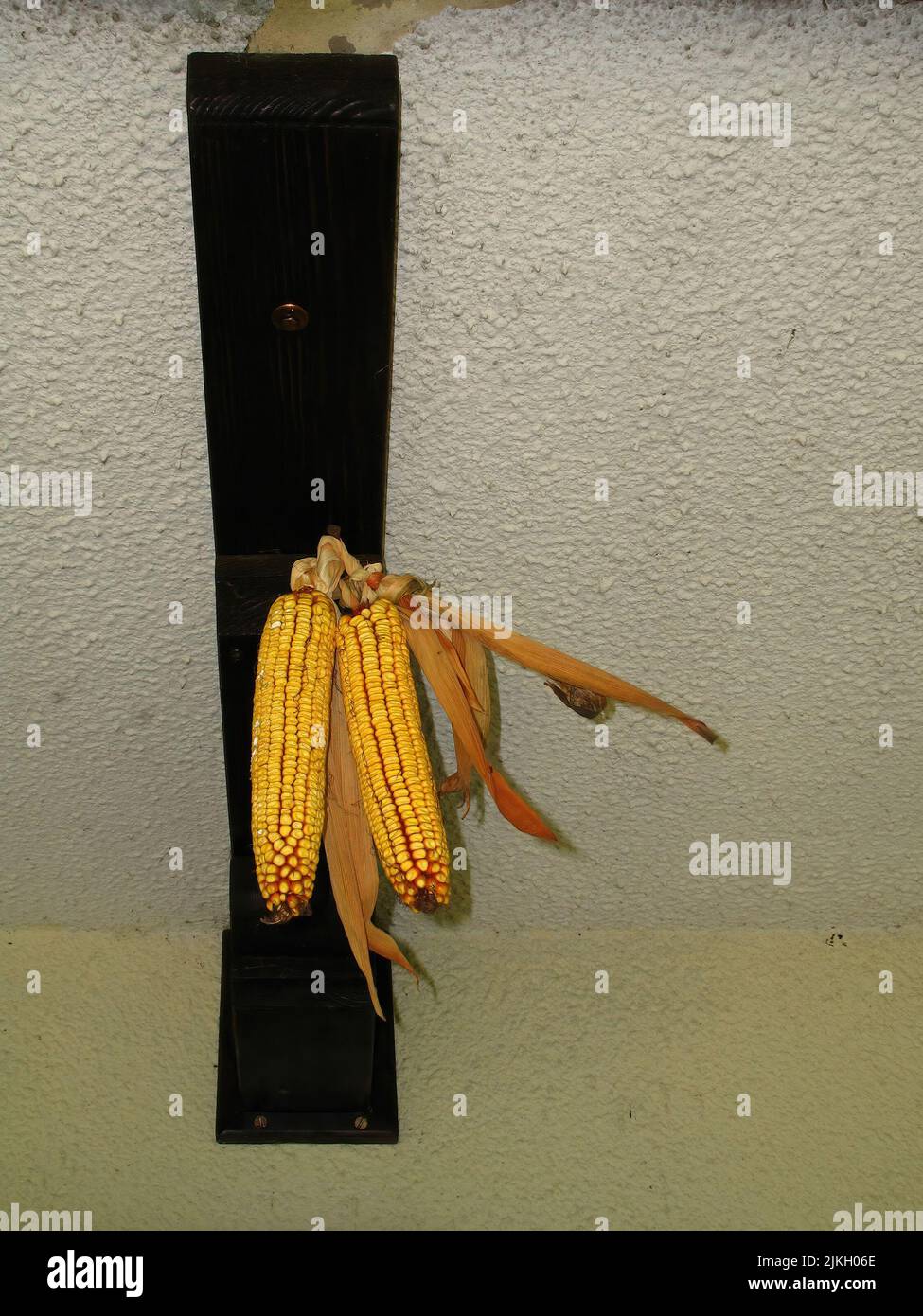 The corn cobs hanging from the ceiling like decoration Stock Photo - Alamy