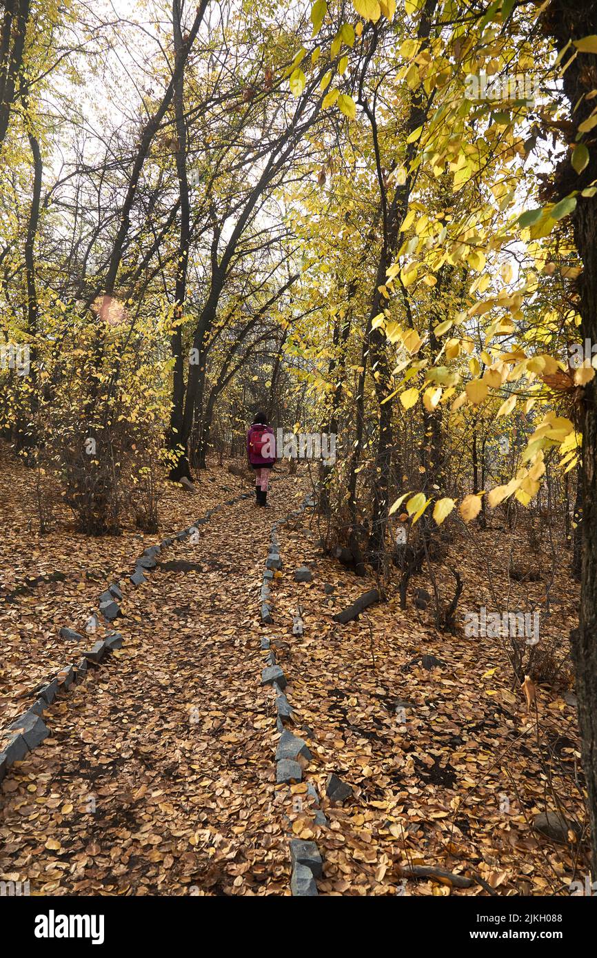 Outdoor daylight holidays with trees hi-res stock photography and ...