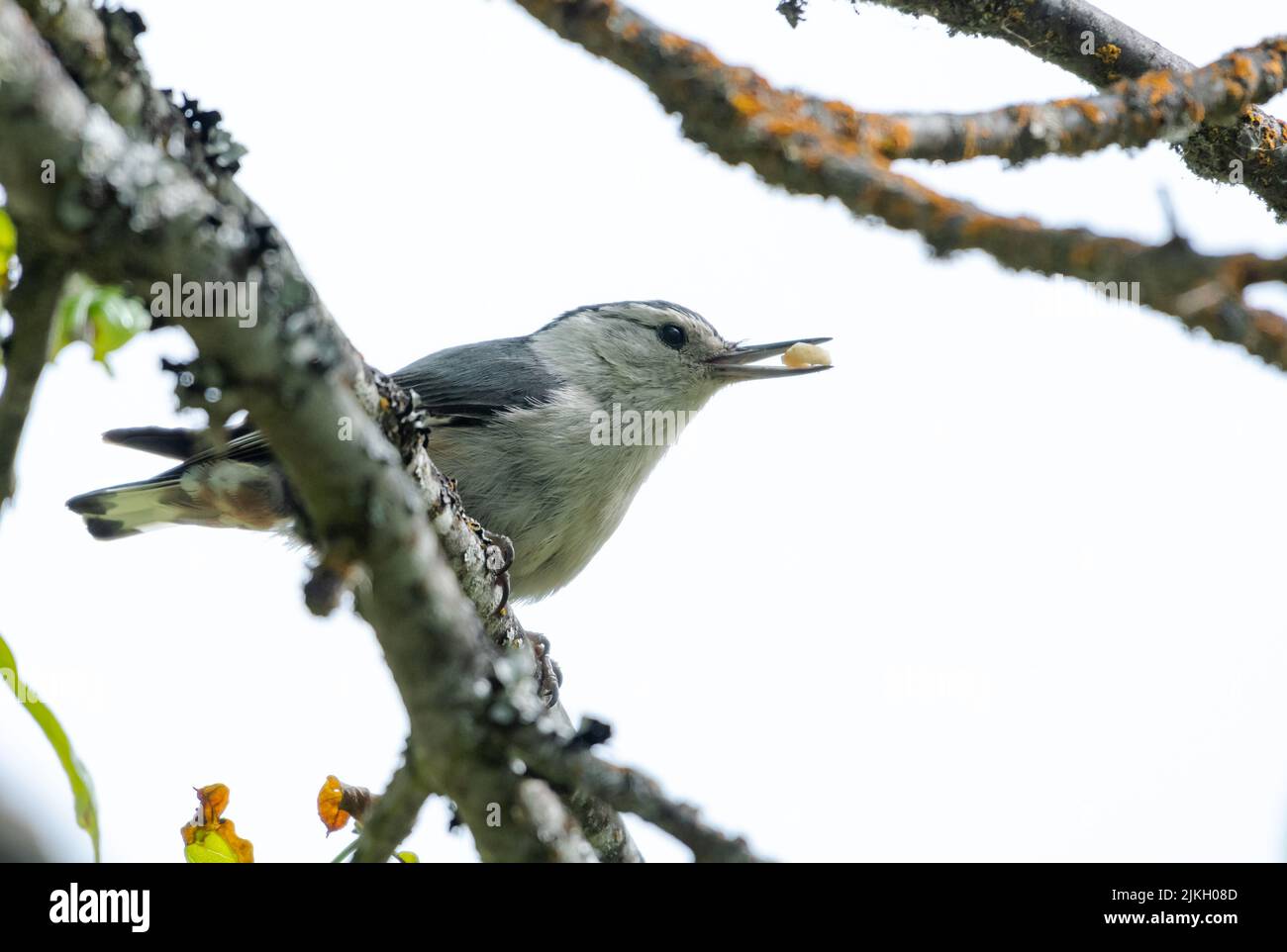 White-breasted Nuthatch bird eating a grub perched in a tree with a ...