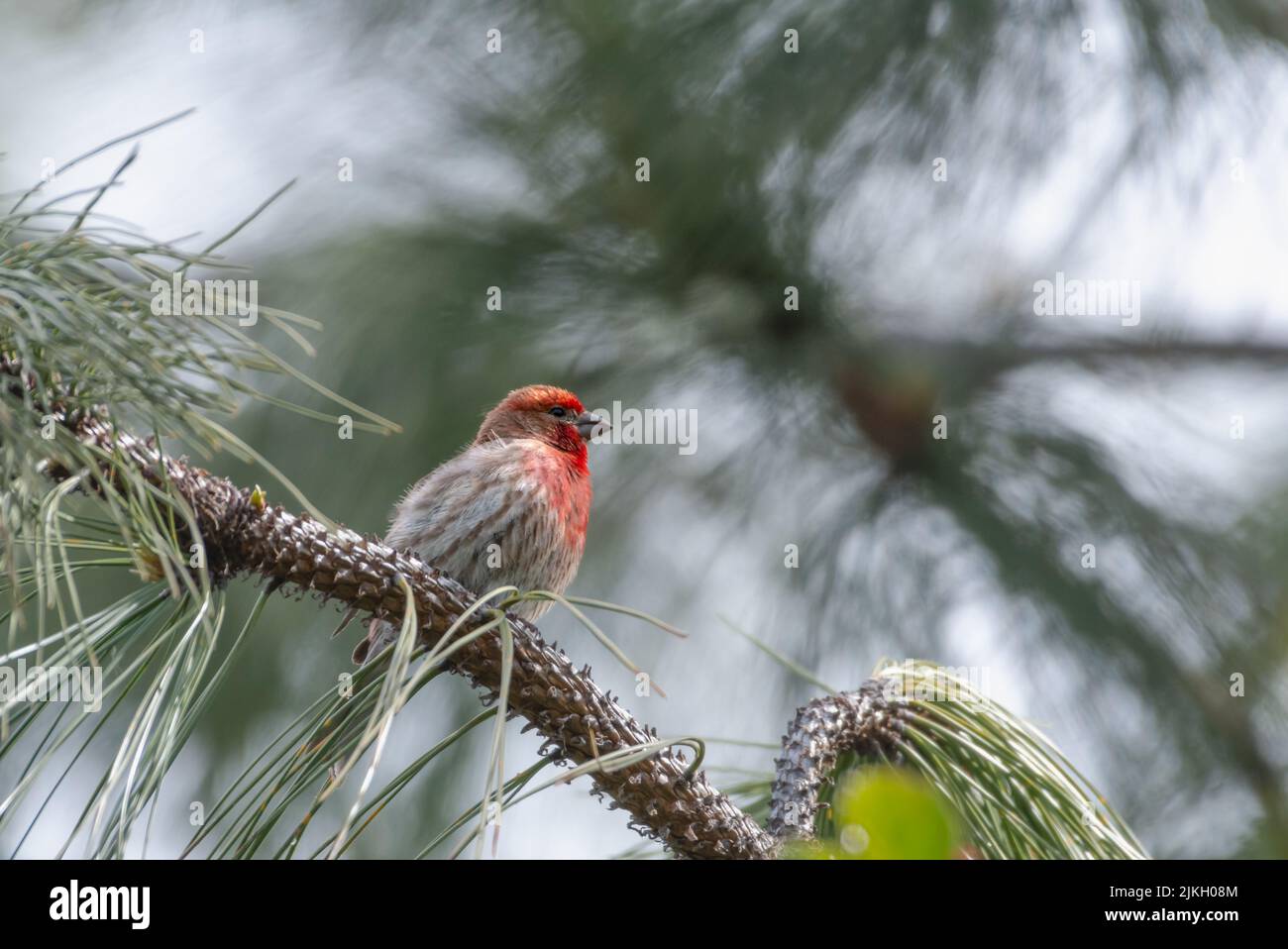 Small House Finch bird fluffing its feather perched in a pine tree ...