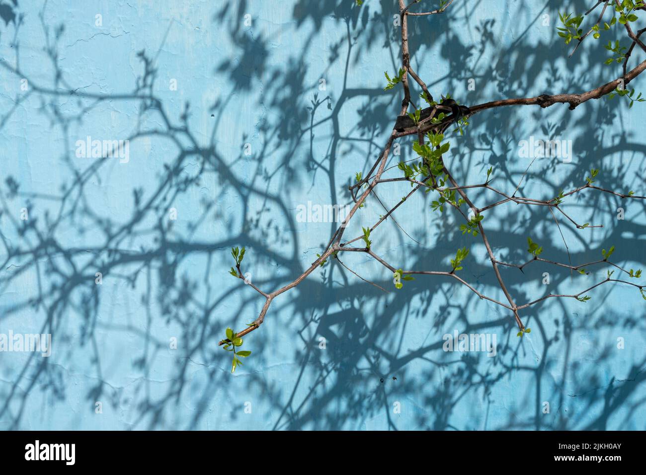 Shadow tree wall hi-res stock photography and images - Alamy