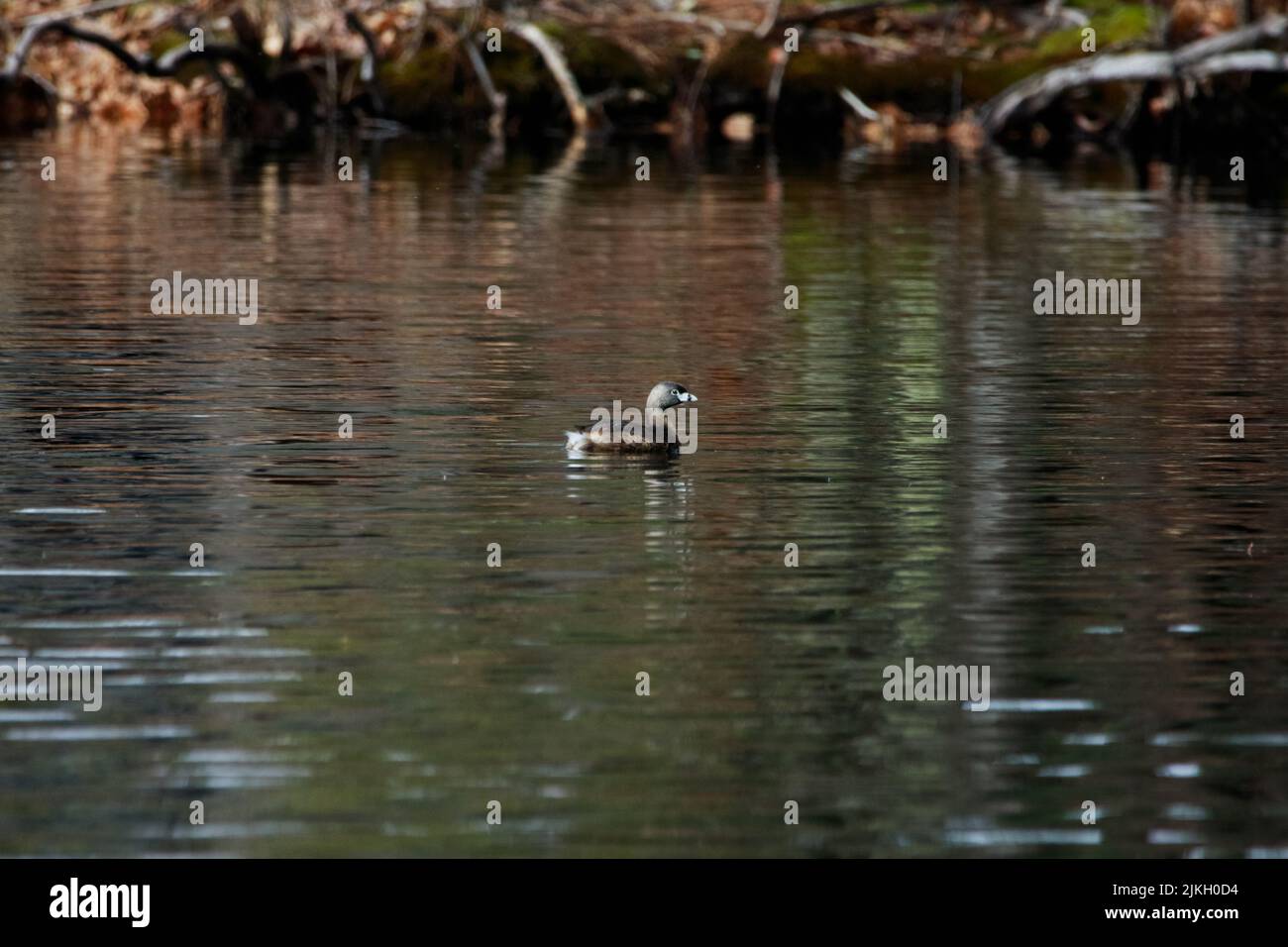 A duck swimming in a dark lake in the forest on a gloomy day Stock ...