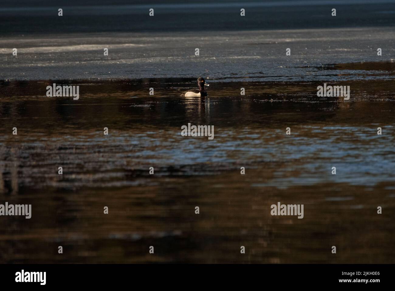 A duck swimming in a dark lake in the forest on a gloomy day Stock ...