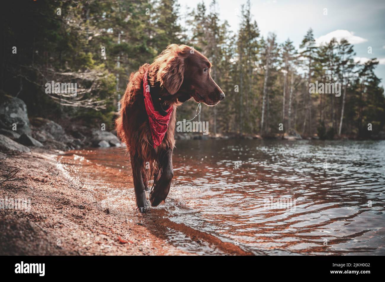 A red Irish setter walking on a lakeshore Stock Photo - Alamy