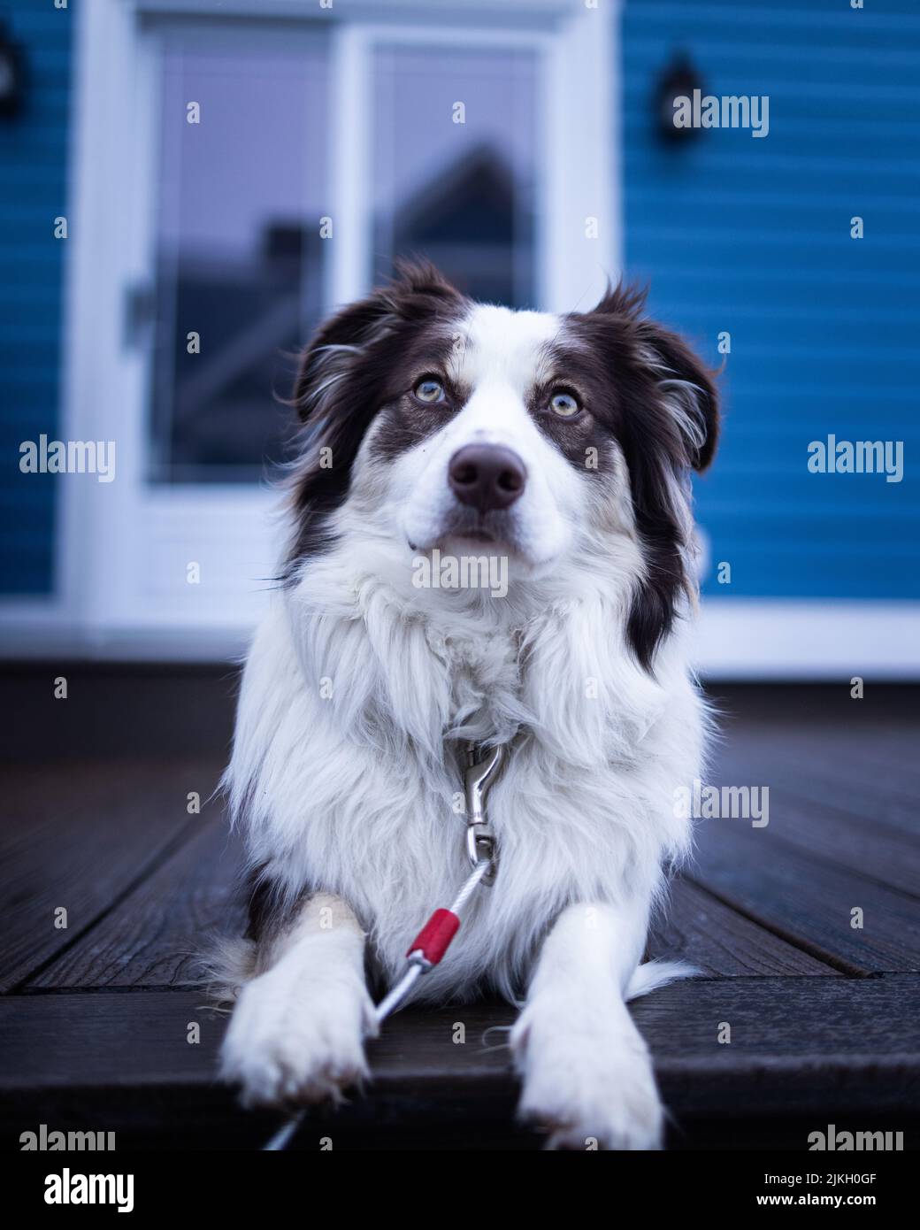 Black And White Aussie Puppy
