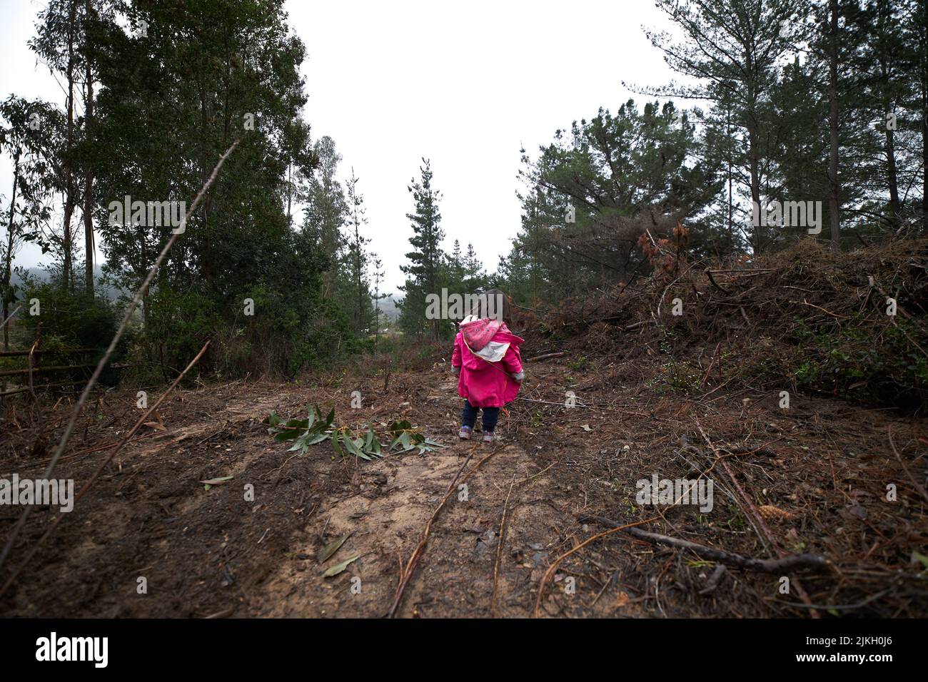 Outdoor life, walking in forest Stock Photo - Alamy