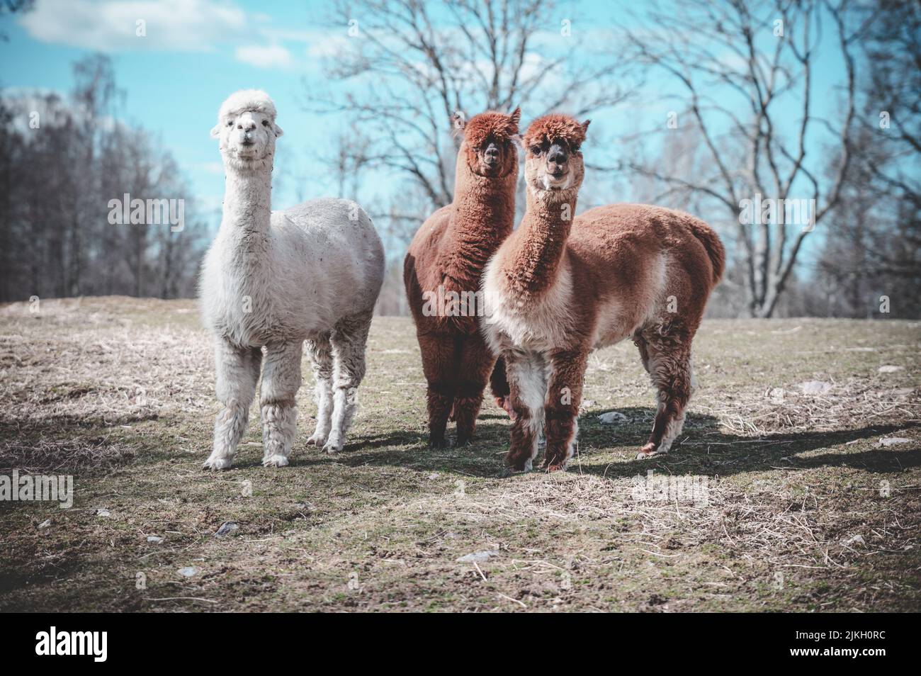 Three adorable curious alpacas on a meadow in Sweden Stock Photo - Alamy