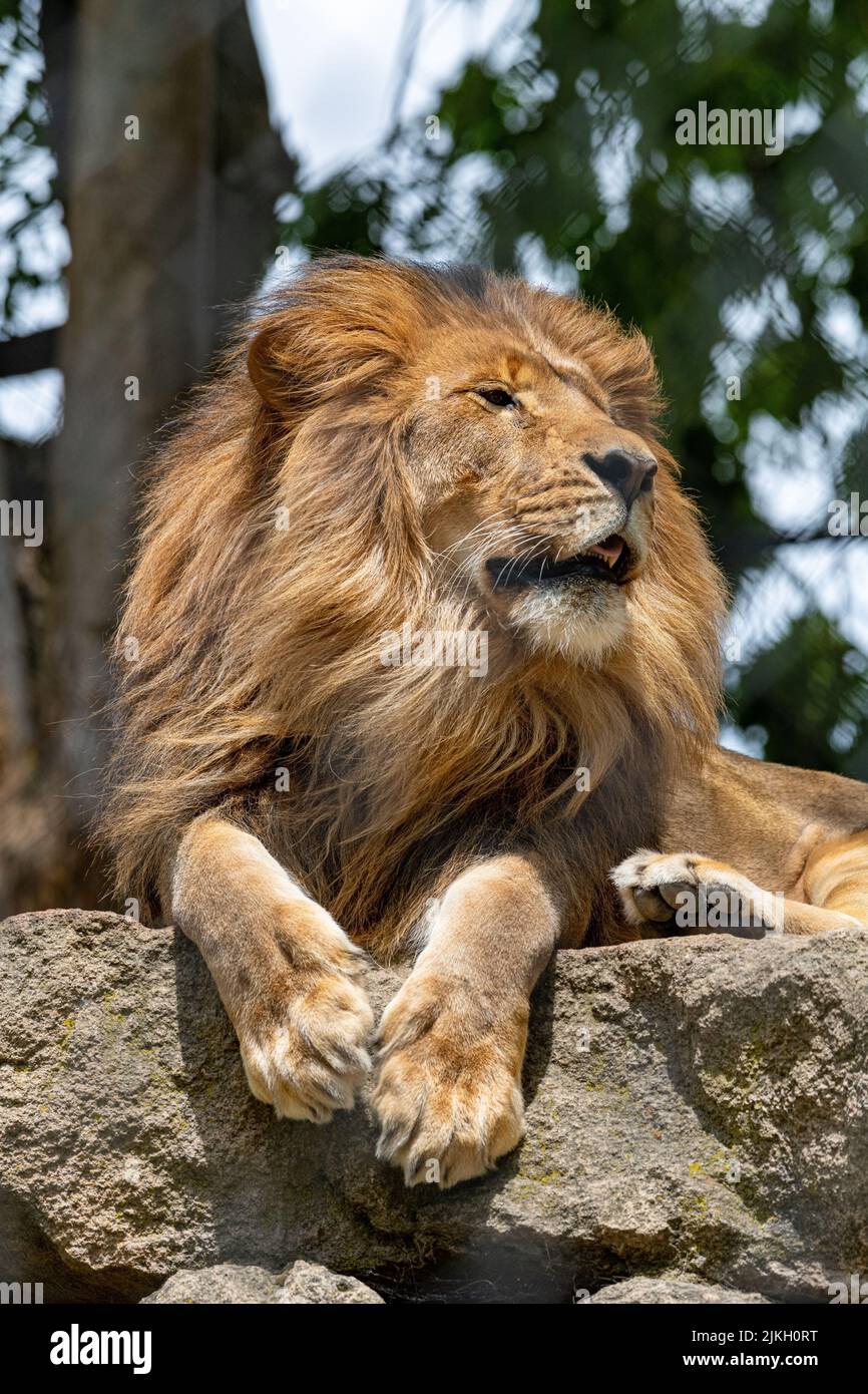 A vertical shot of a big lion laying on a rock in a green park Stock ...
