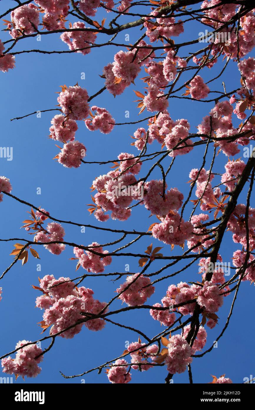 A vertical shot of a pink cherry blossom tree branches - beautiful ...