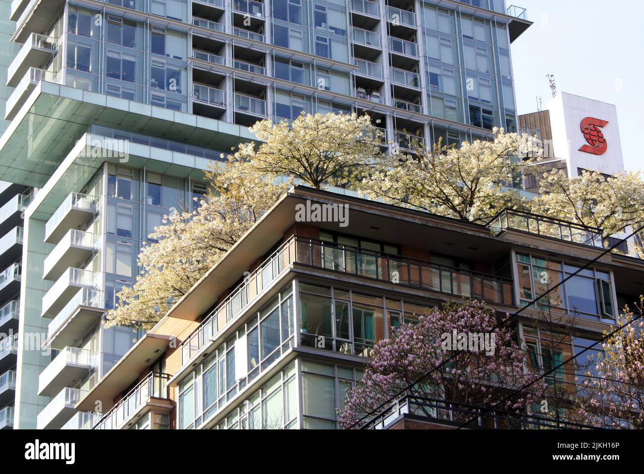 Blossoming trees on the top of a high rise building in downtown ...