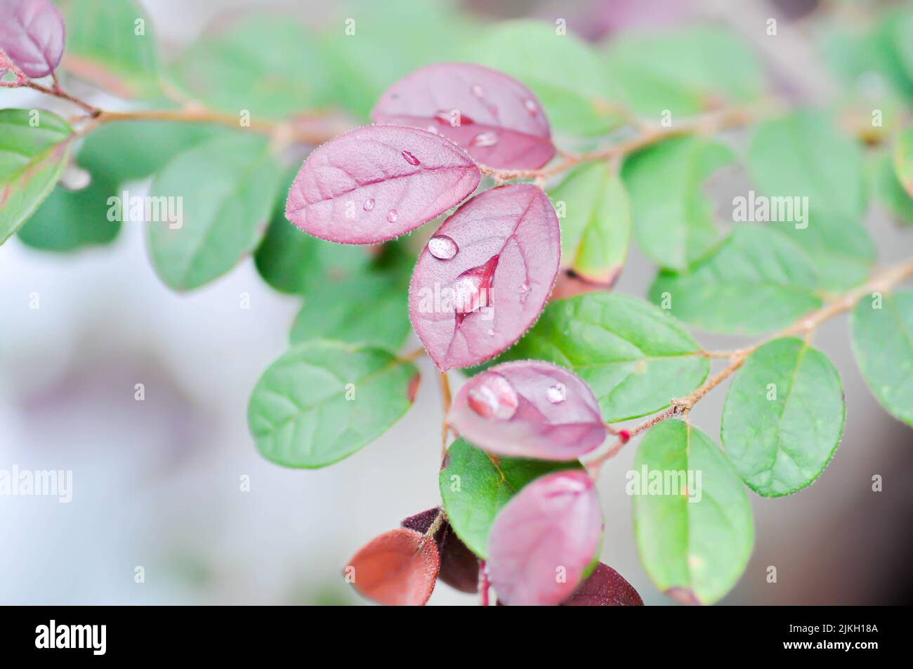 Chinese Fringe Flower, Loropetalum chinense or Loropetalum and rain ...
